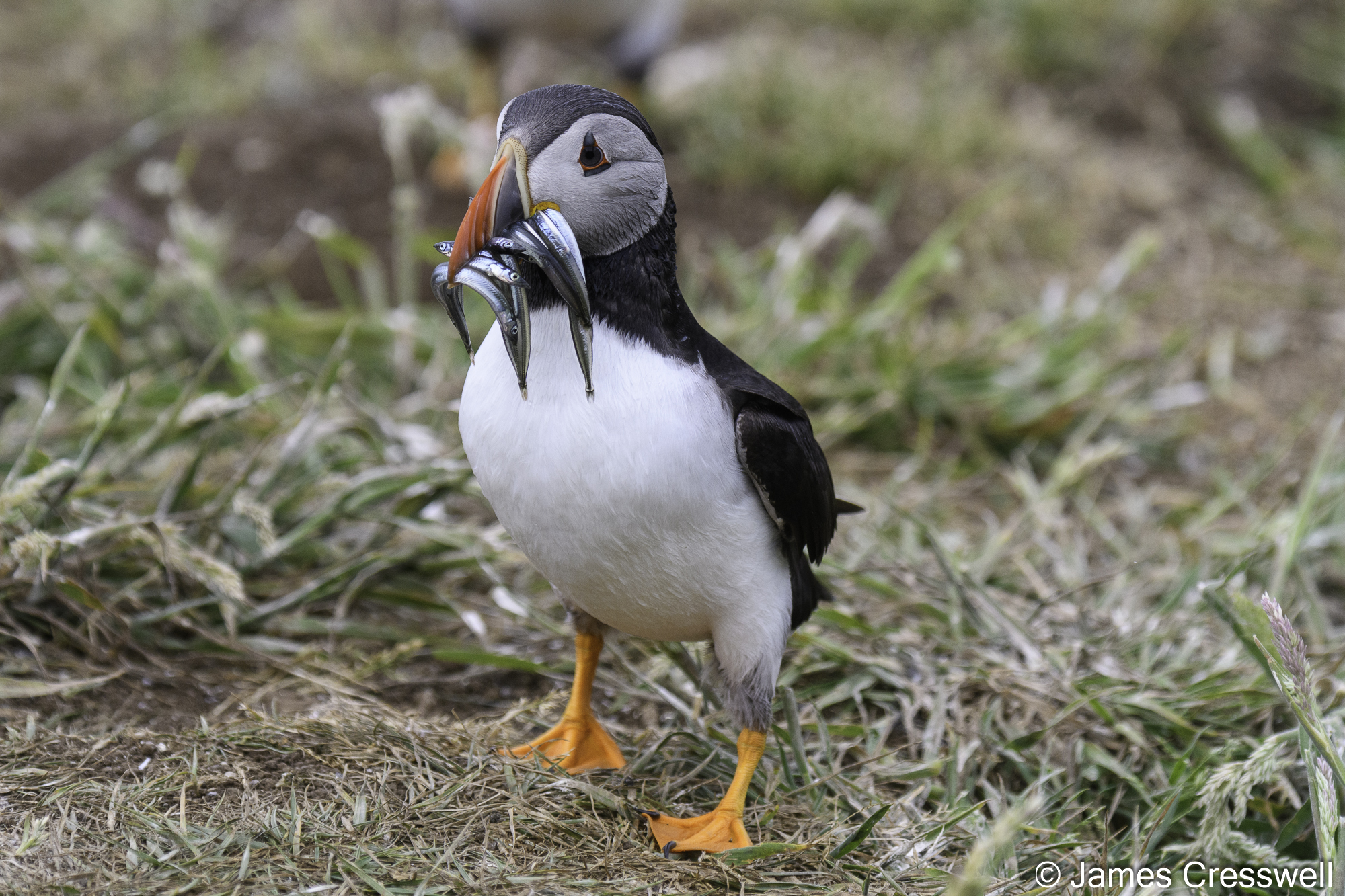 scot23gwtr-211 – GeoWorld Travel Diaries